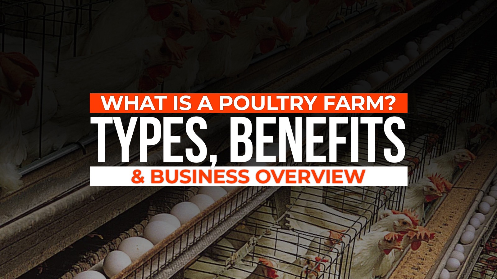 What Is a Poultry Farm? Types, Benefits & Overview